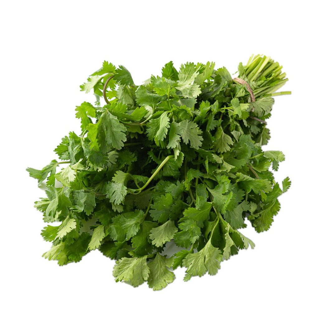 Cilantro - Surti Flyers